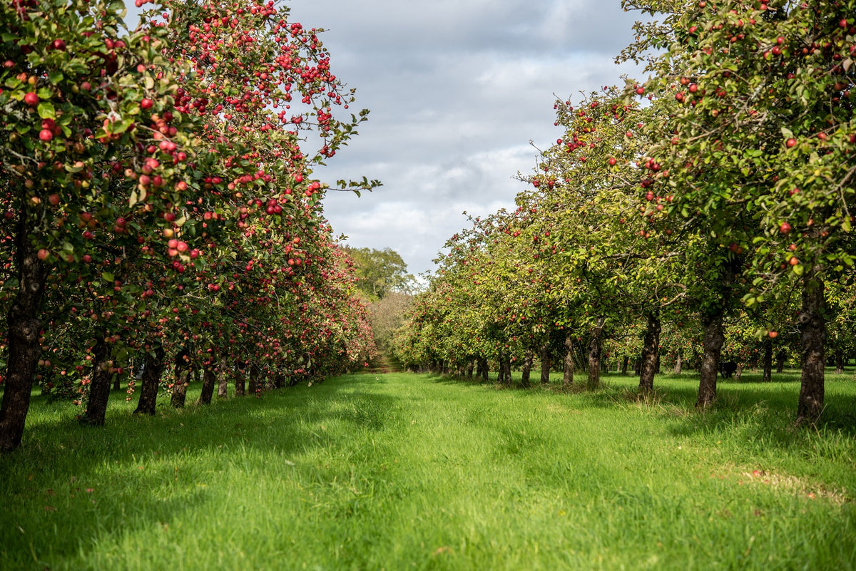 Cider Farm Tour and Tastings – Dorset Nectar Organic Cider